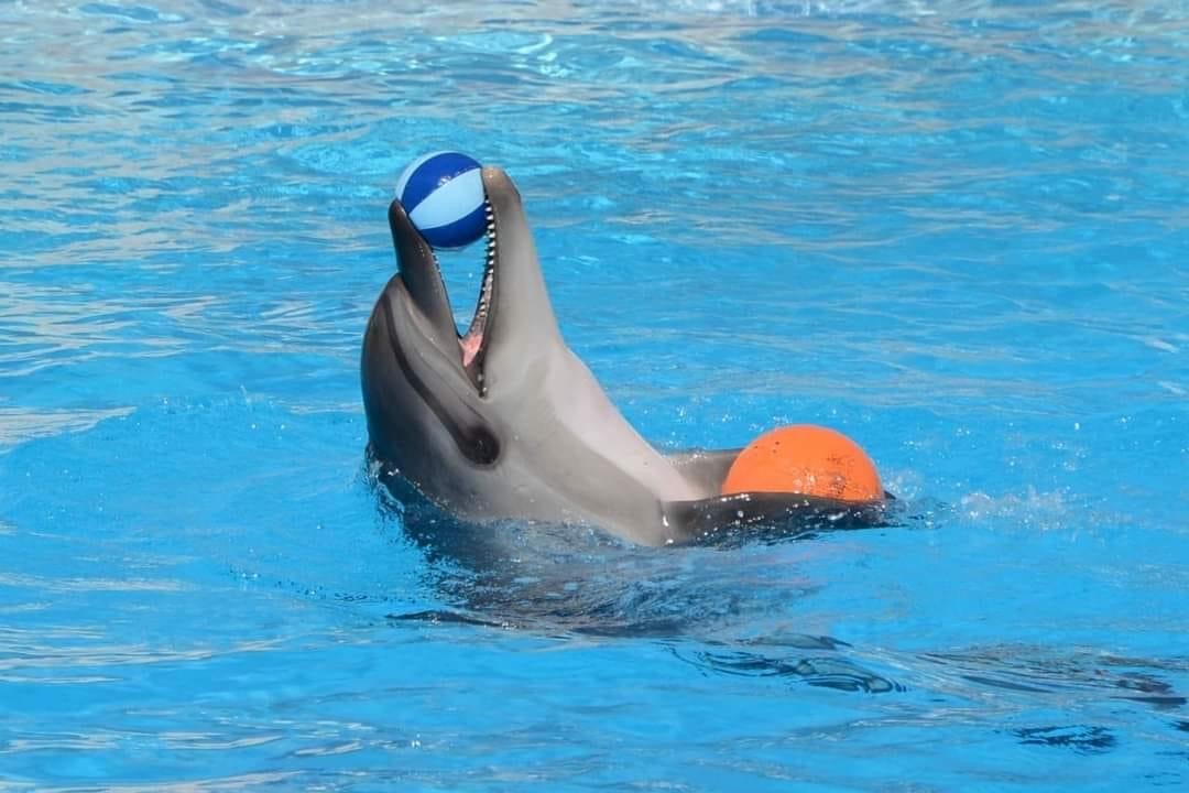 Dolphin Show in Sharm El Sheikh - Booking Eg